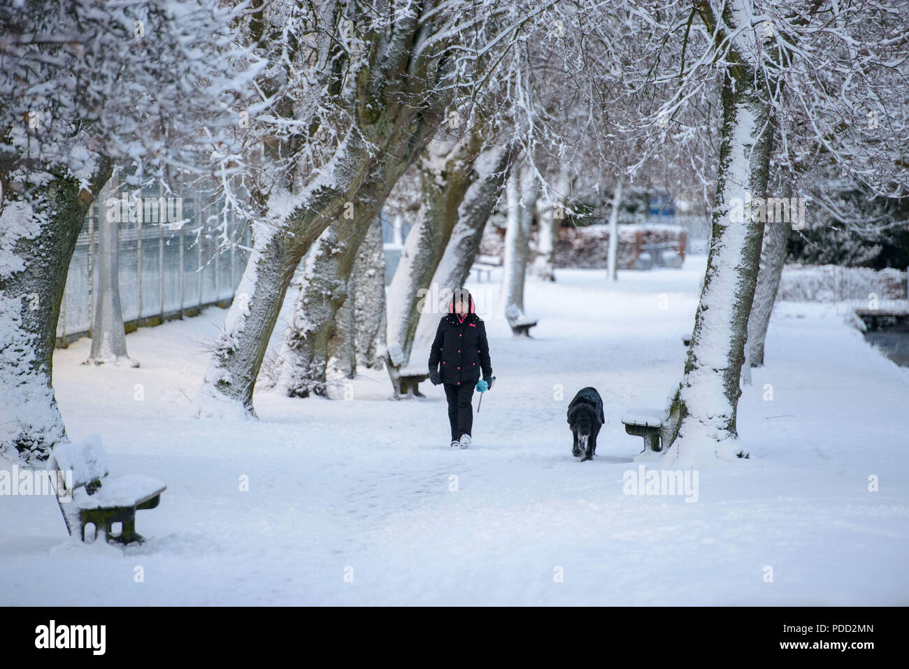 Weather dog hi-res stock photography and images - Alamy