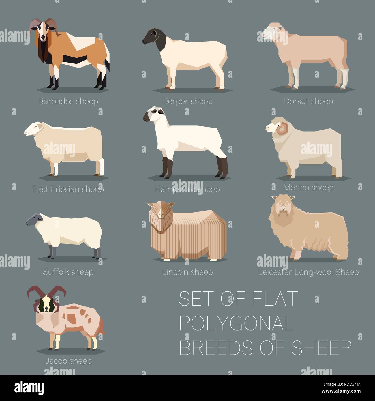 Breeds of sheep Stock Vector Images - Alamy