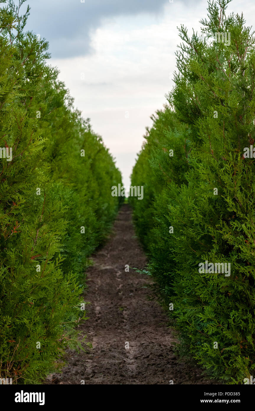 Two lines of young coniferous trees with soil between them in a nursery ...