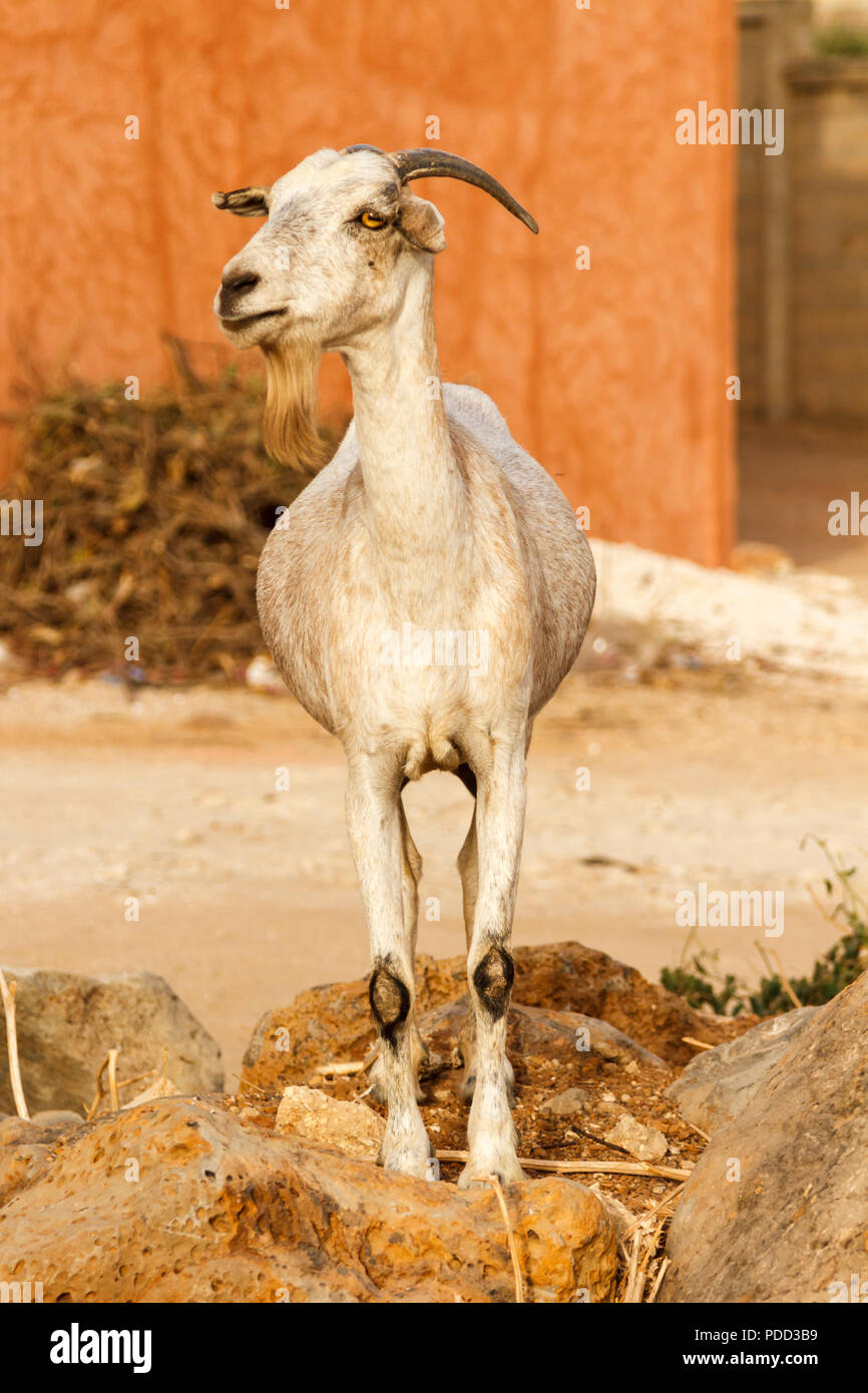 African goat farming hi-res stock photography and images - Alamy