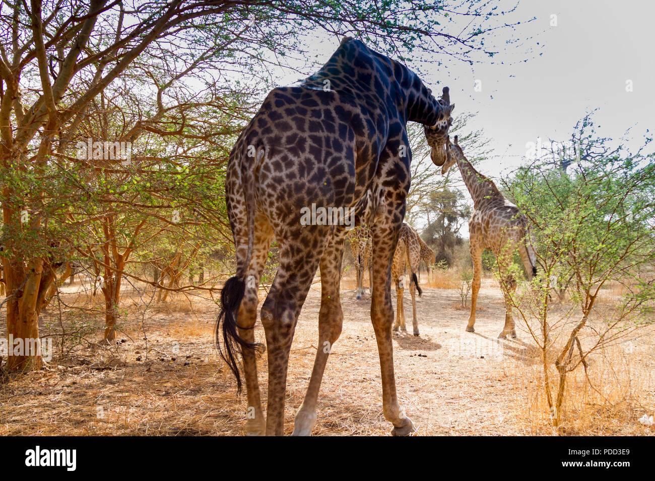 Long neck giraffe in the bush in Africa Stock Photo - Alamy