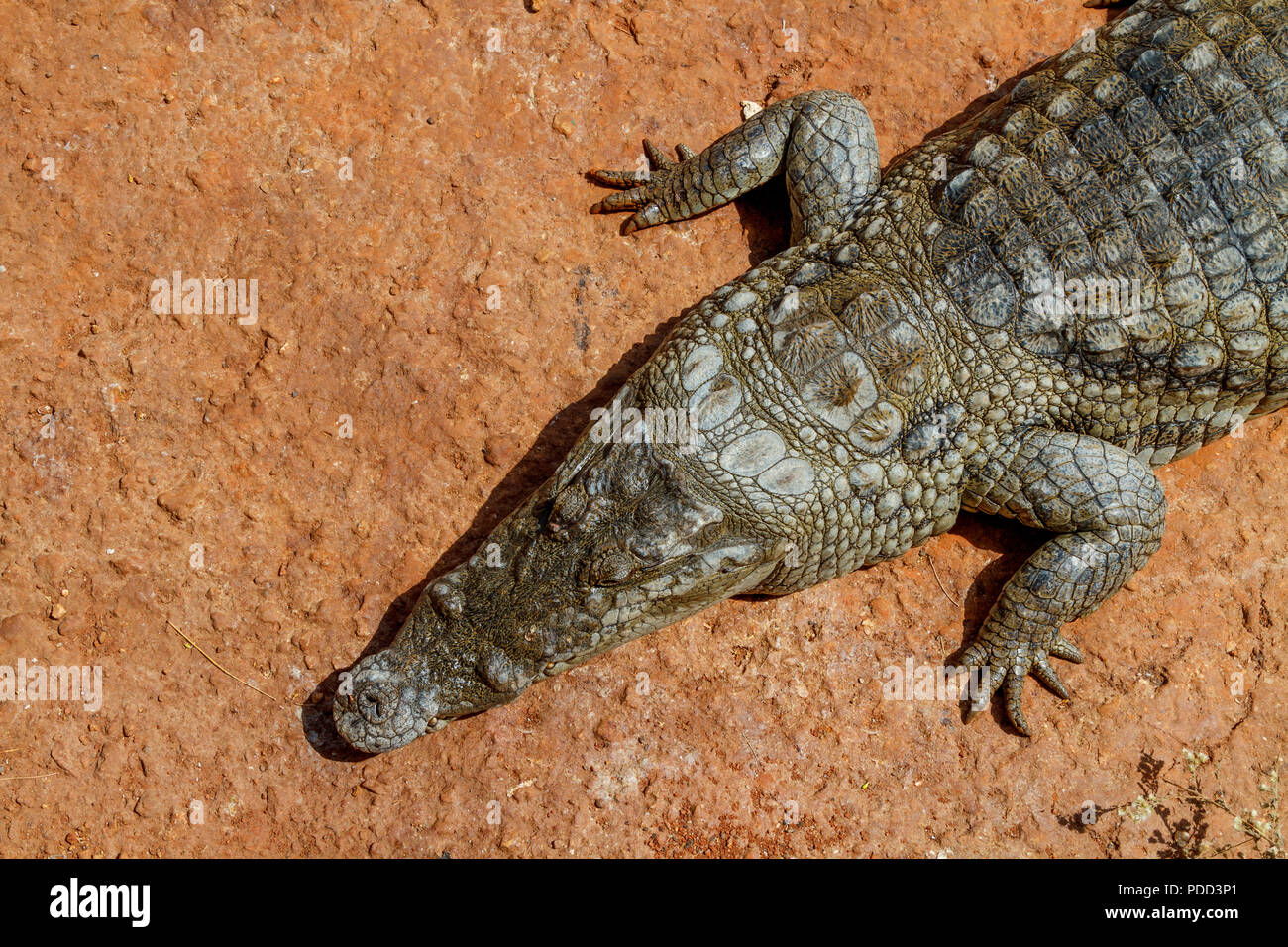 Prehistoric alligator hi-res stock photography and images - Alamy