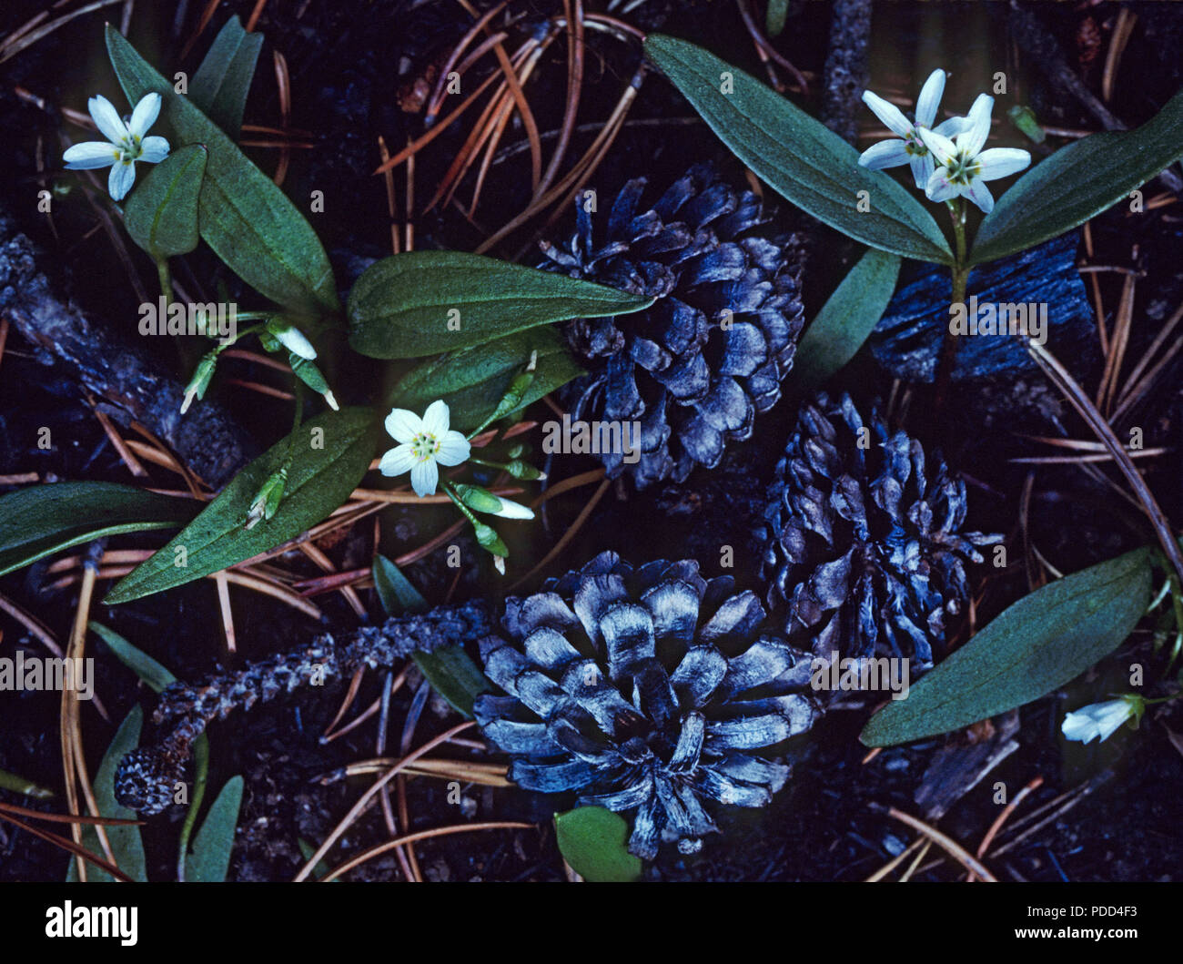 Serotinous cones hi-res stock photography and images - Alamy