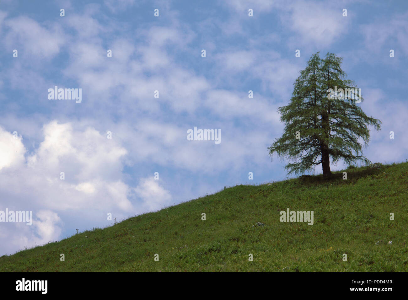 Lonely tree on a hill hi-res stock photography and images - Alamy