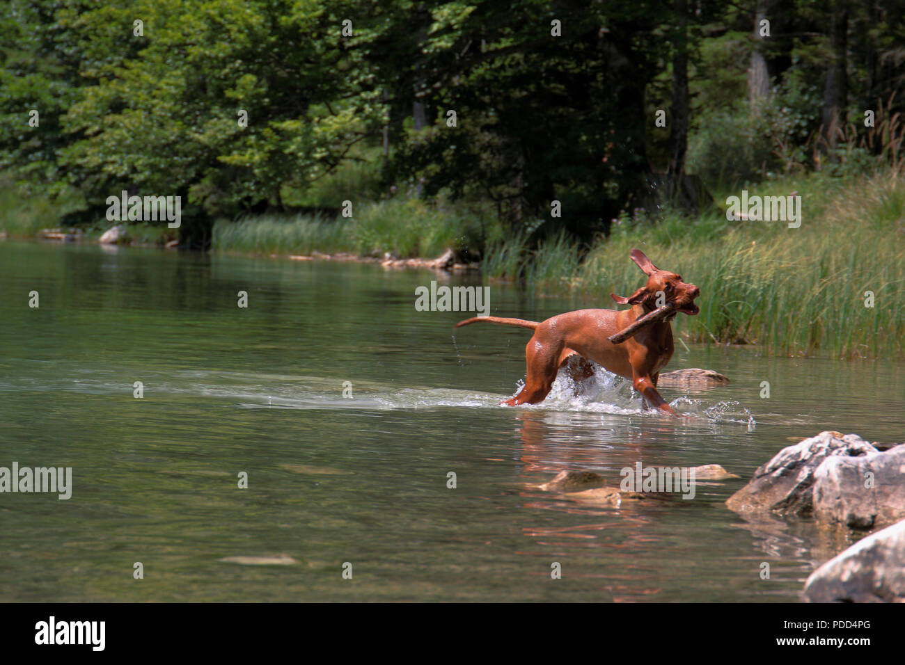 Dog catching stick hi-res stock photography and images - Alamy