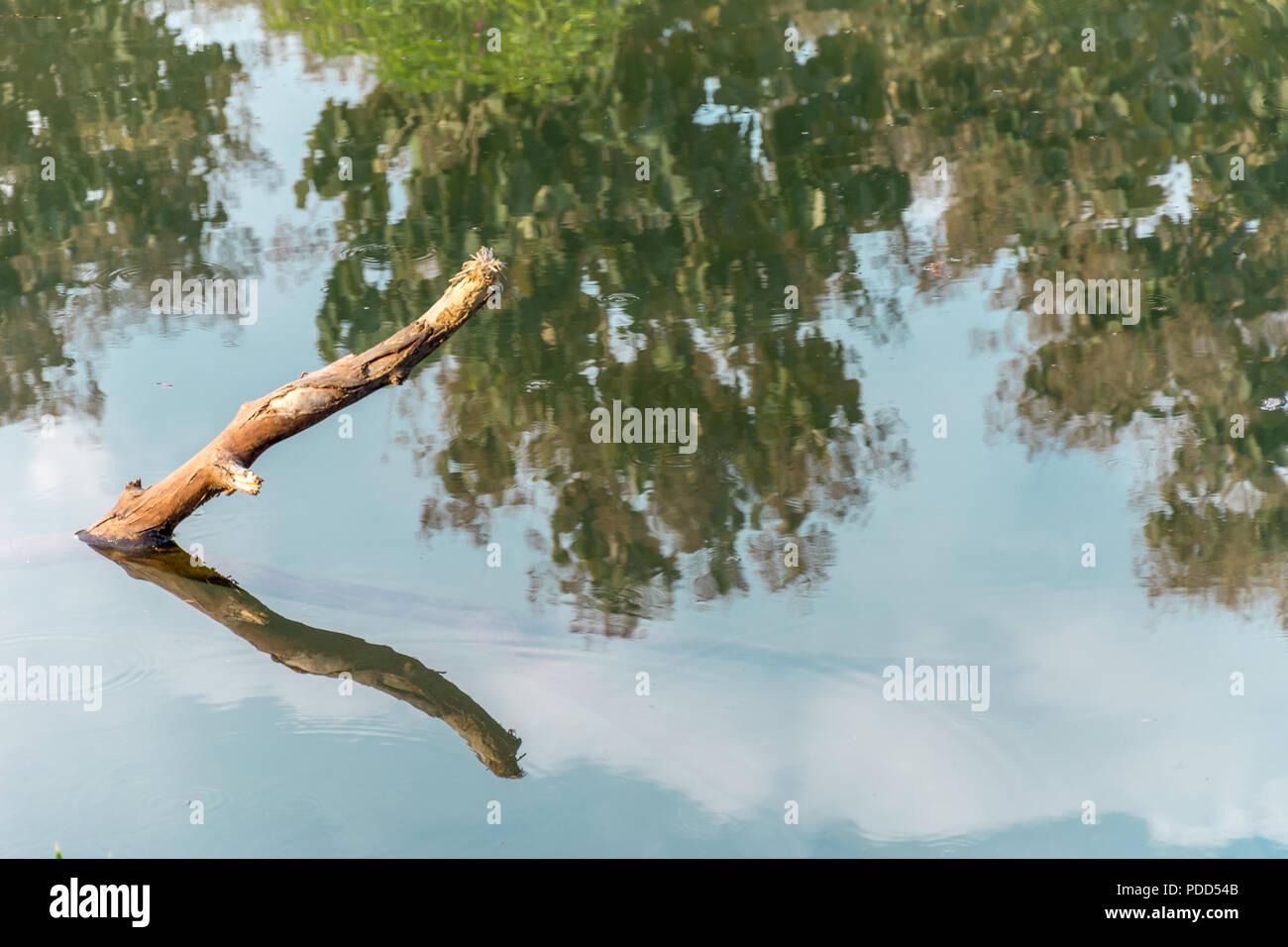 Lonely trunk of a tree floating on a reflective surface of water Stock ...