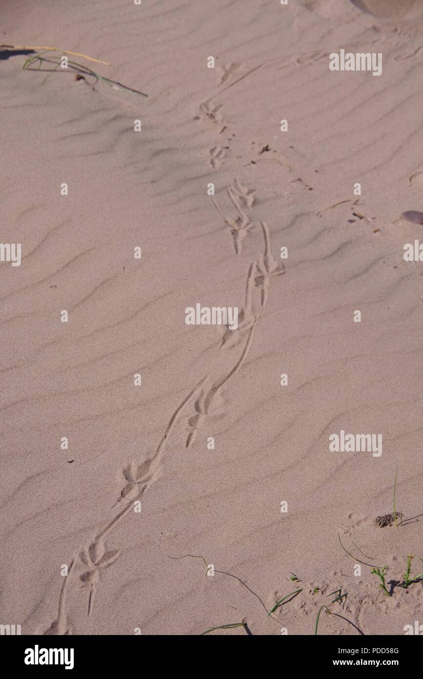Common or Viviparous Lizard, (Zootoca vivipara) Tracks in Rippled Beach ...