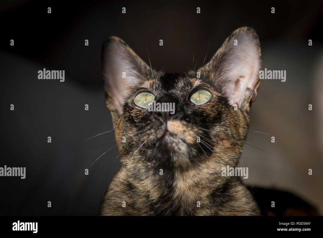 Oriental tortie cat hi-res stock photography and images - Alamy