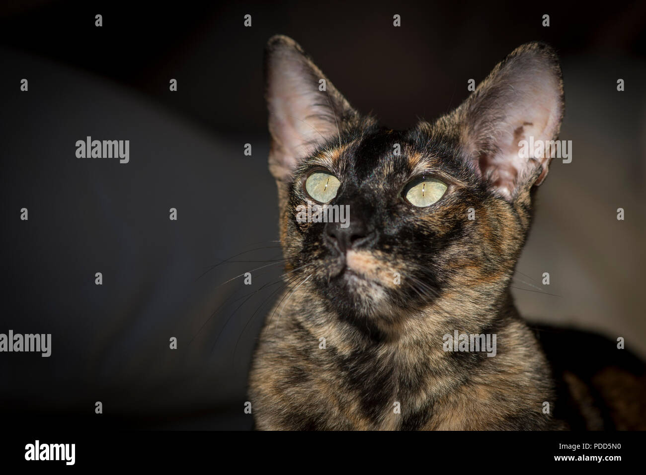 Domestic shorthair tortoiseshell cat hi-res stock photography and ...