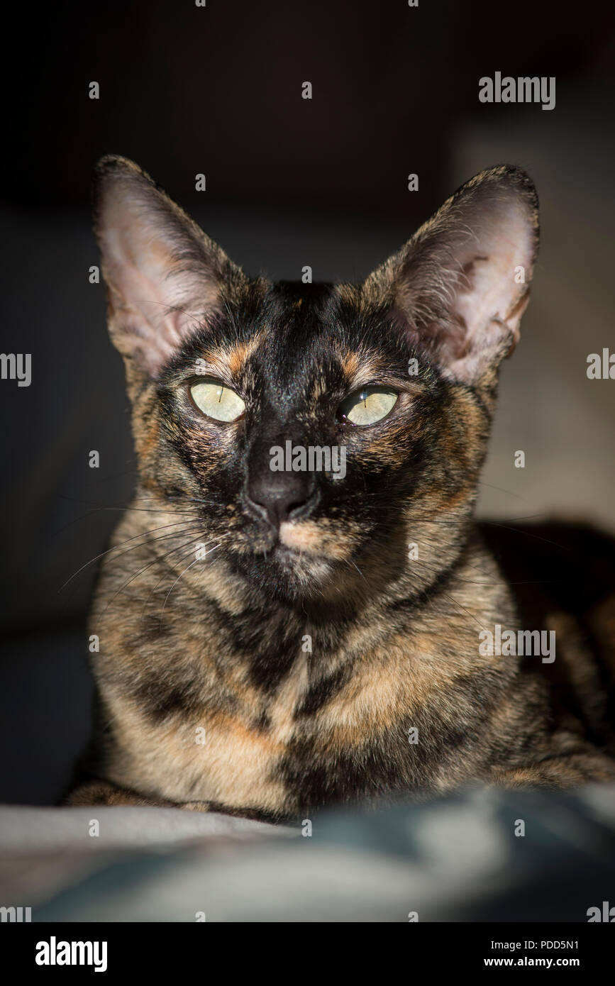 Oriental tortoiseshell hi-res stock photography and images - Alamy