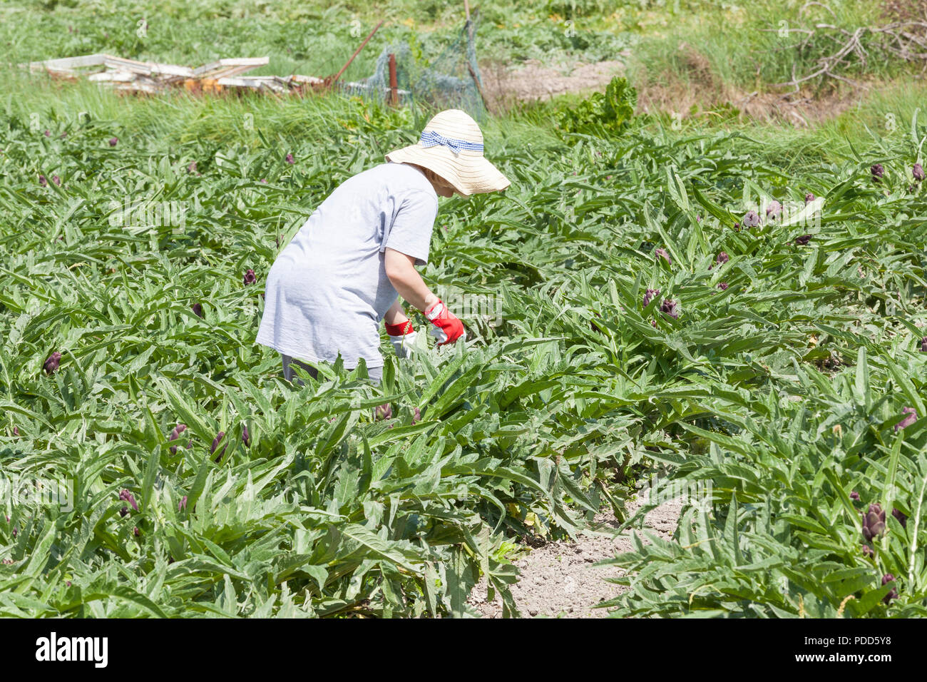 Woman farmer working in an artichoke field, Sant'Erasmo Island, Venice ...