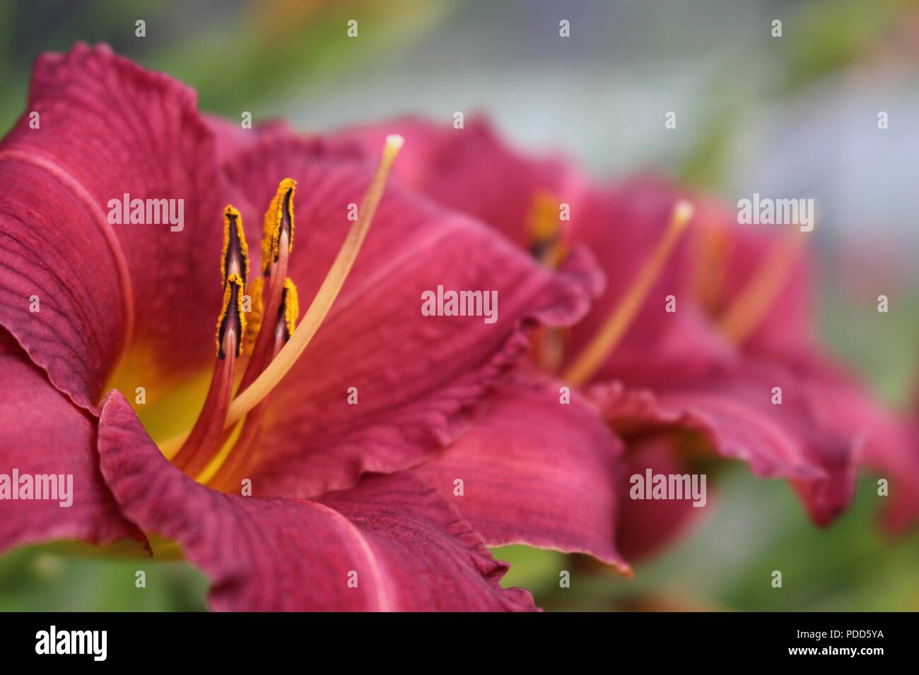 Red daylily flower hi-res stock photography and images - Alamy