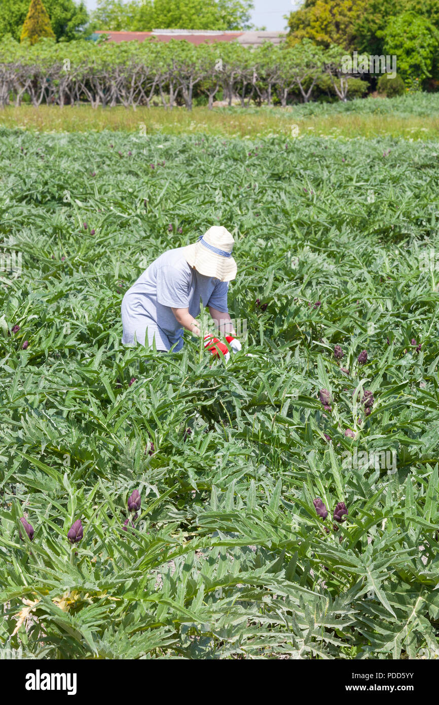 Harvesting castraure artichokes, Sant'Erasmo Island, Venice, Veneto ...
