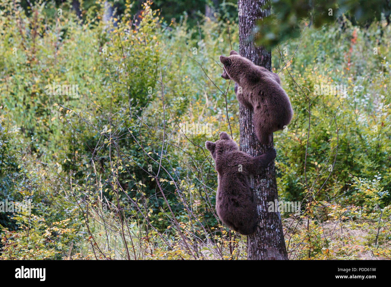 Transylvania brown bear hi-res stock photography and images - Alamy