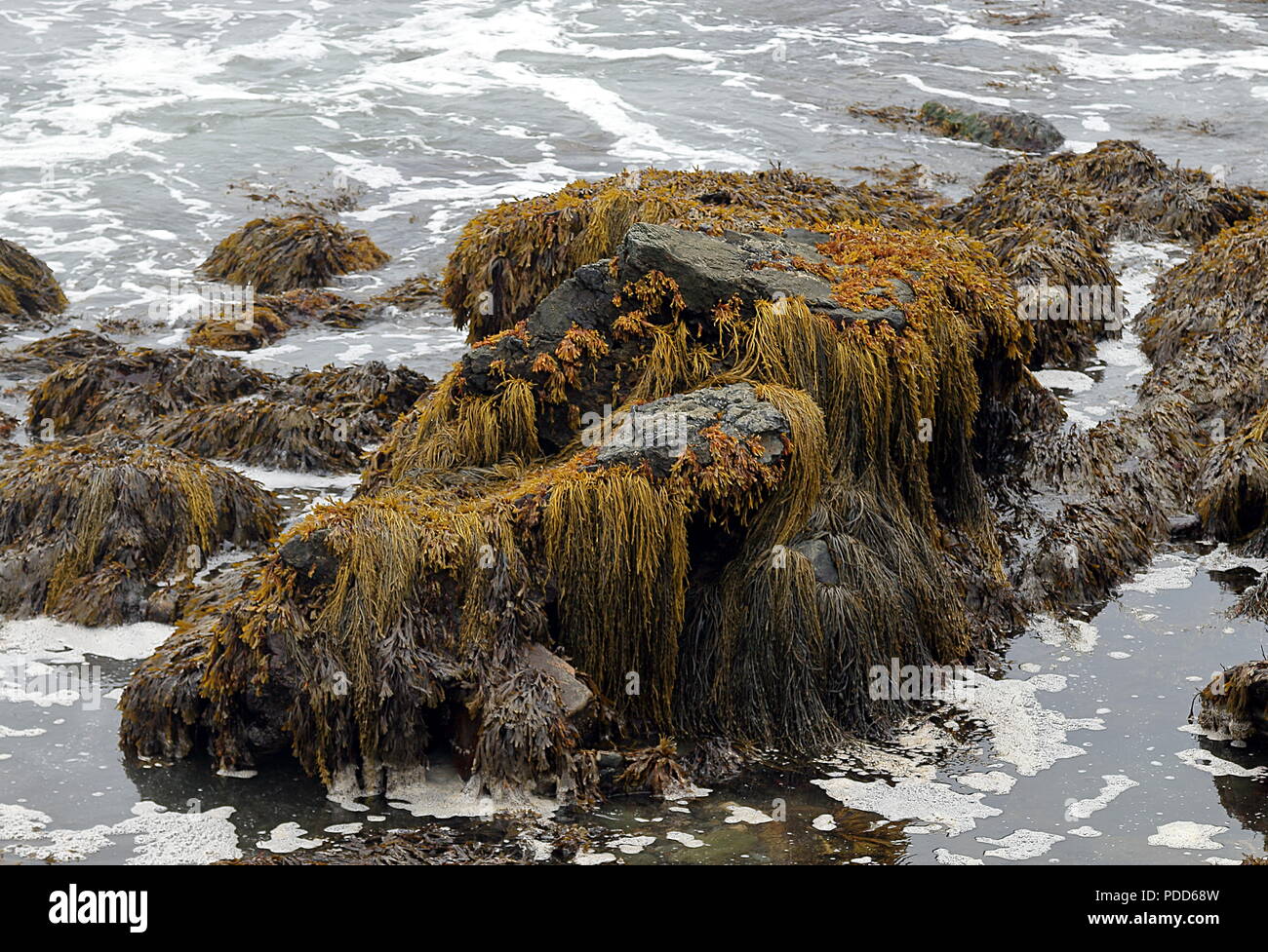 Moss, algae and seaweed on a large rock in the shallow waters of the ...