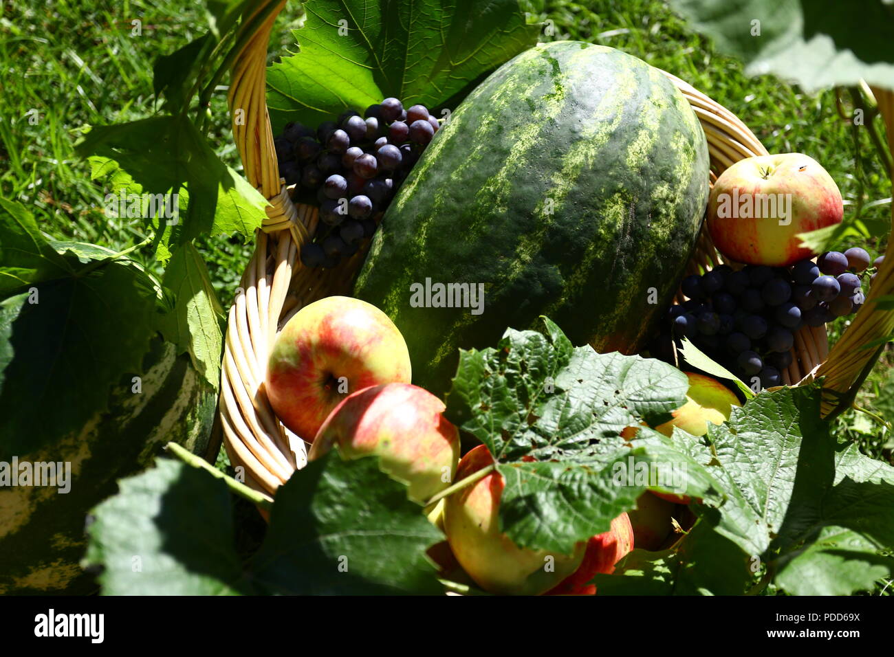 Food: Water melon, grapes and apples composition Stock Photo - Alamy