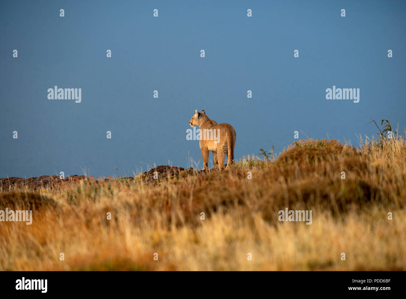 Adult female cougar puma concolor hi-res stock photography and images ...