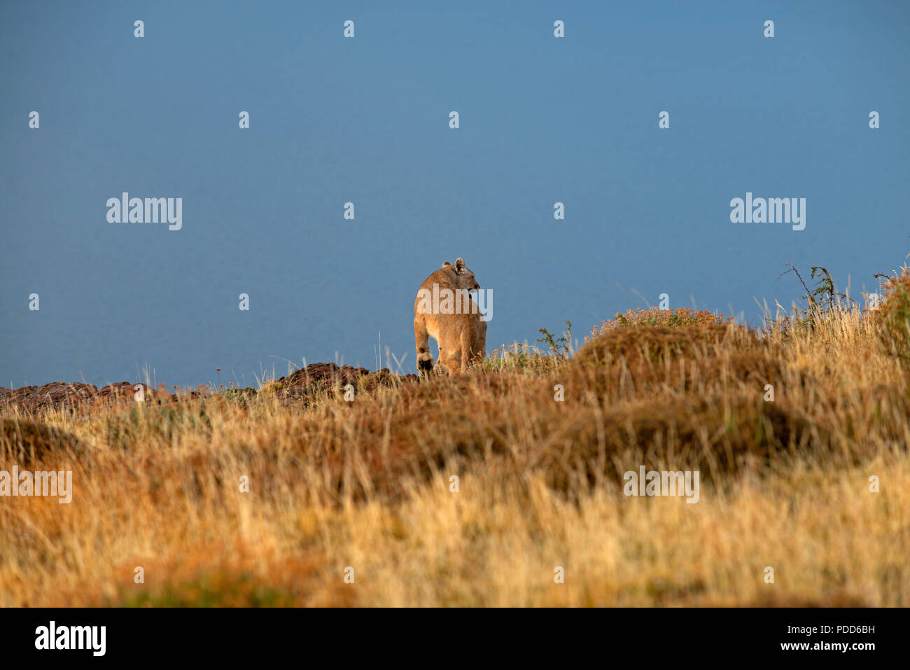 Adult female cougar puma concolor hi-res stock photography and images ...