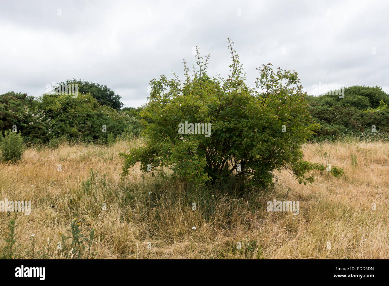 Rosa Canina, dog-rose shrub tree on Turbary Common, Dorset, UK Stock ...