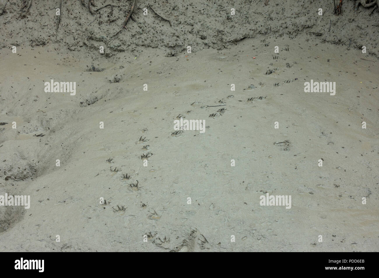 Tiger pugmark hi-res stock photography and images - Alamy