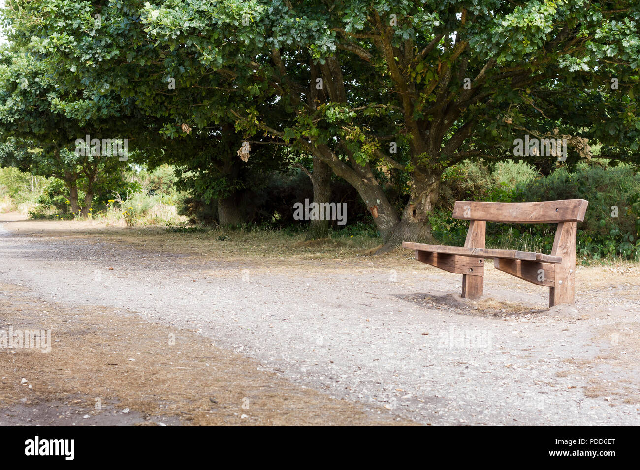 Old english oak tree hi-res stock photography and images - Alamy