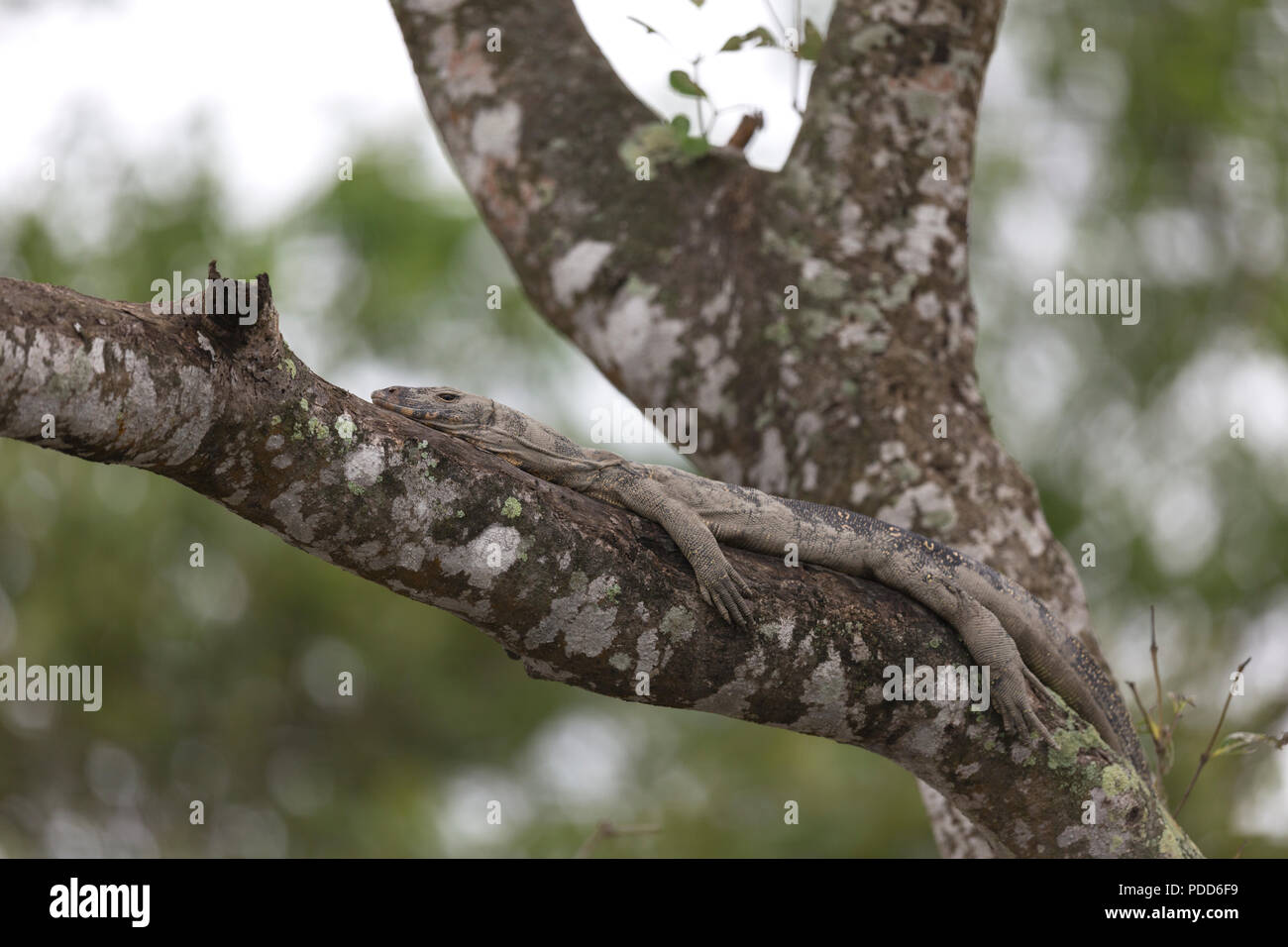Indian lizard hi-res stock photography and images - Alamy