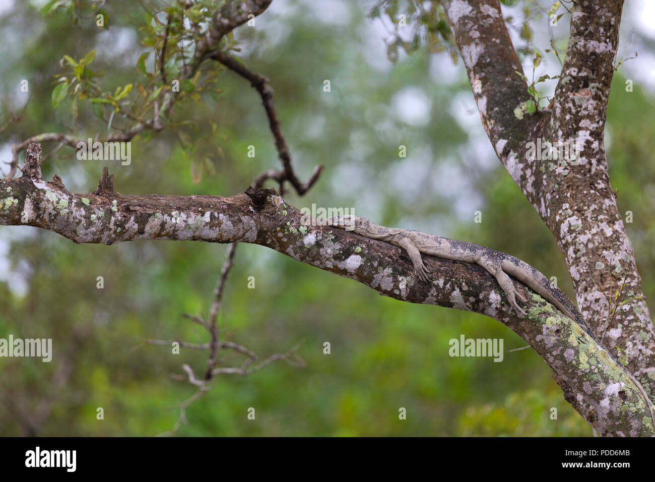 Indian lizard hi-res stock photography and images - Alamy