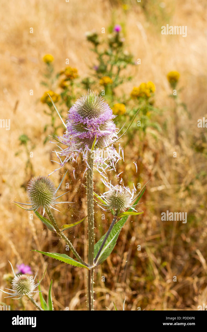 Common teasel plants hi-res stock photography and images - Alamy