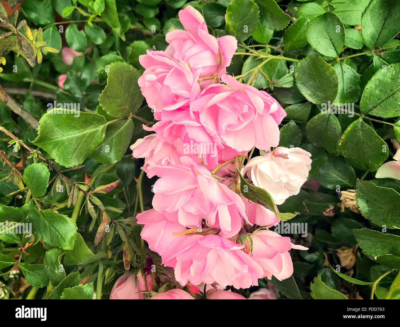 Roses blooming hi-res stock photography and images - Alamy