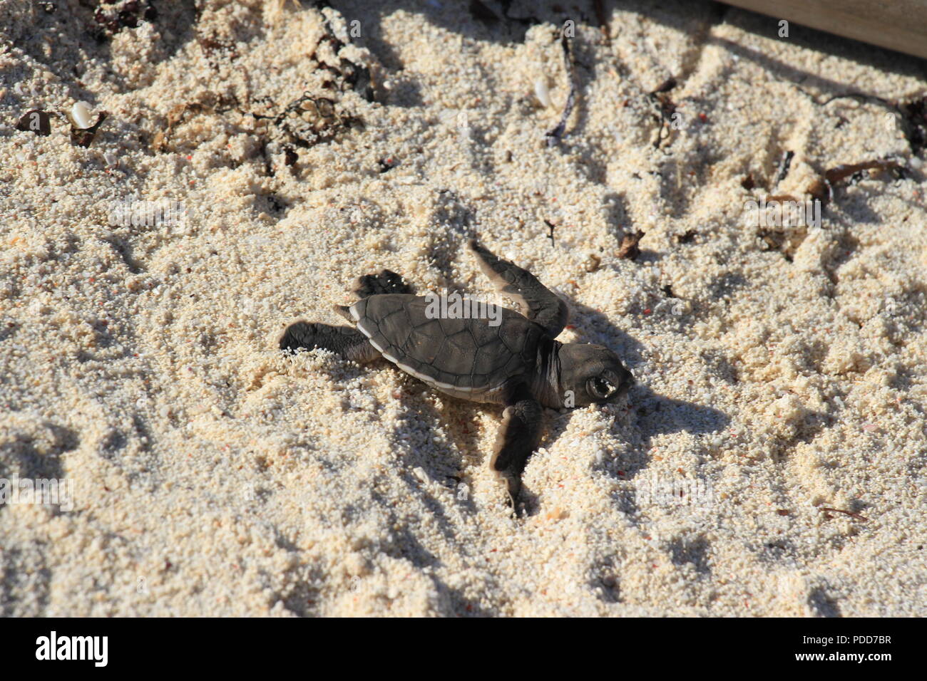 Baby Green Turtles Stock Photos & Baby Green Turtles Stock Images - Alamy