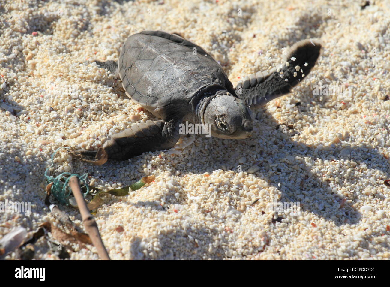 Baby Green turtles Stock Photo - Alamy