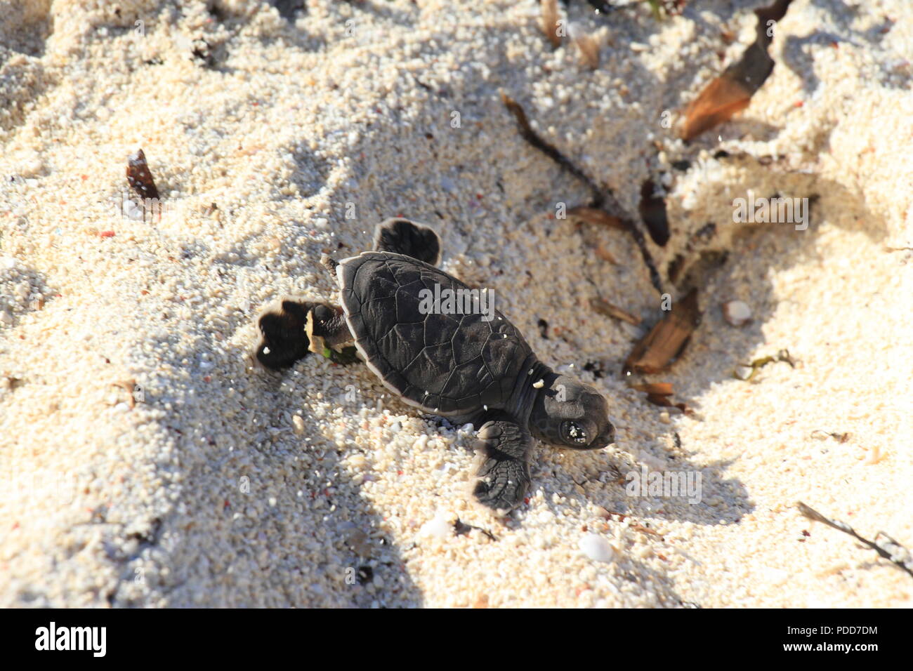 Baby Green turtles Stock Photo - Alamy