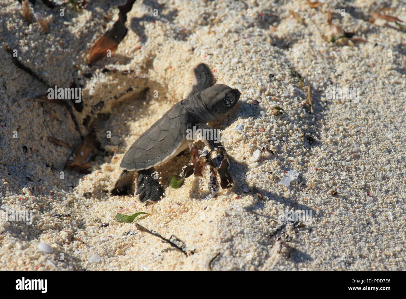 Baby Green turtles Stock Photo - Alamy