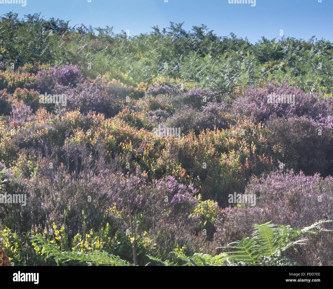 Heather moorland red sky hi-res stock photography and images - Alamy