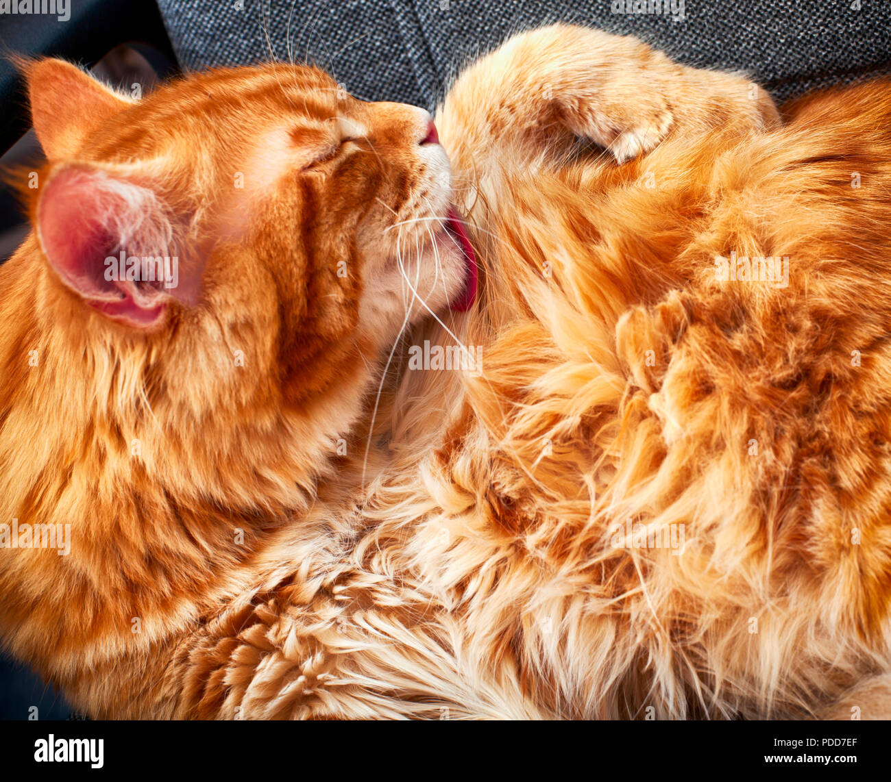 Ginger cat washing himself Stock Photo - Alamy