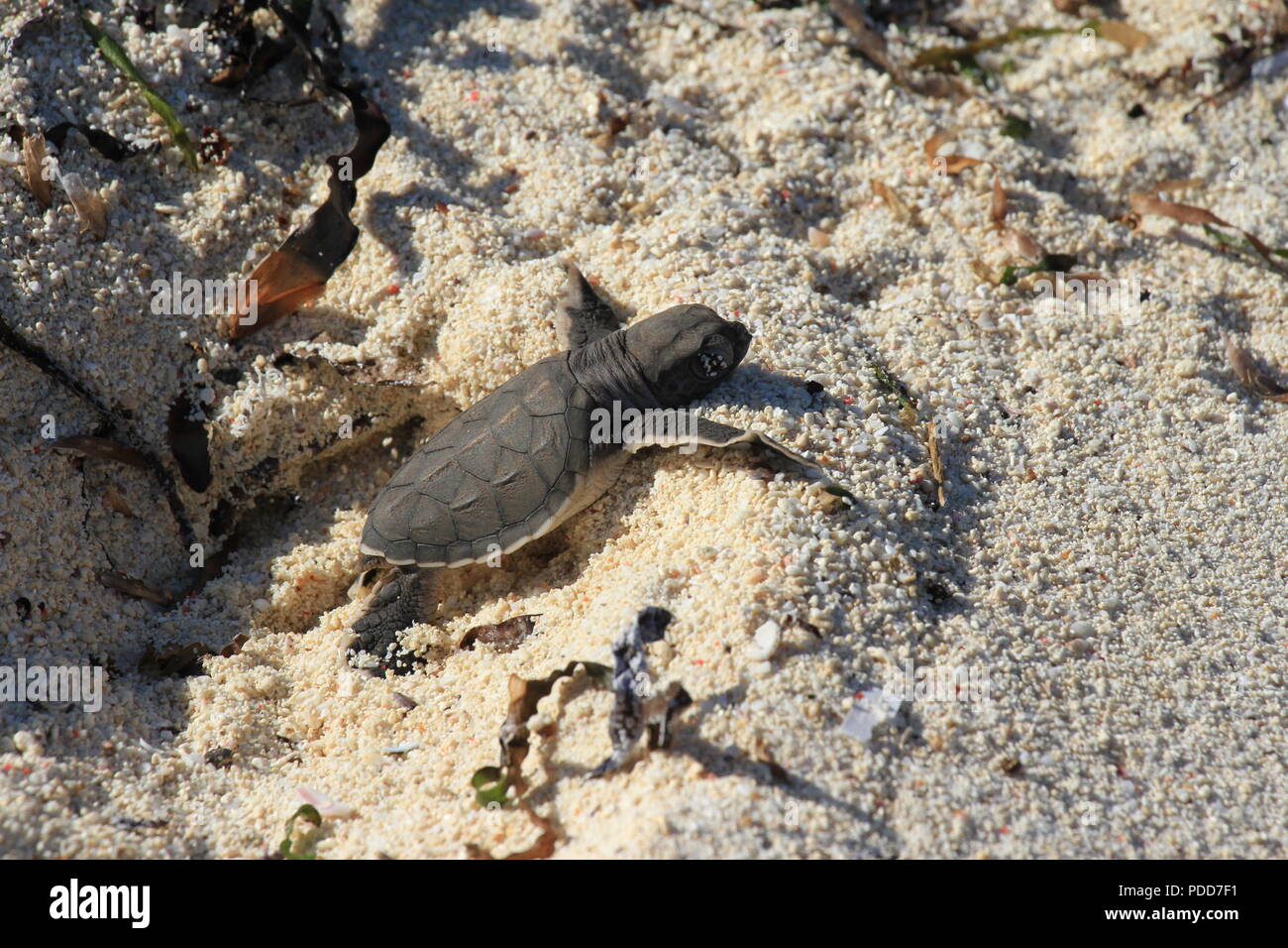 Baby Green turtles Stock Photo - Alamy