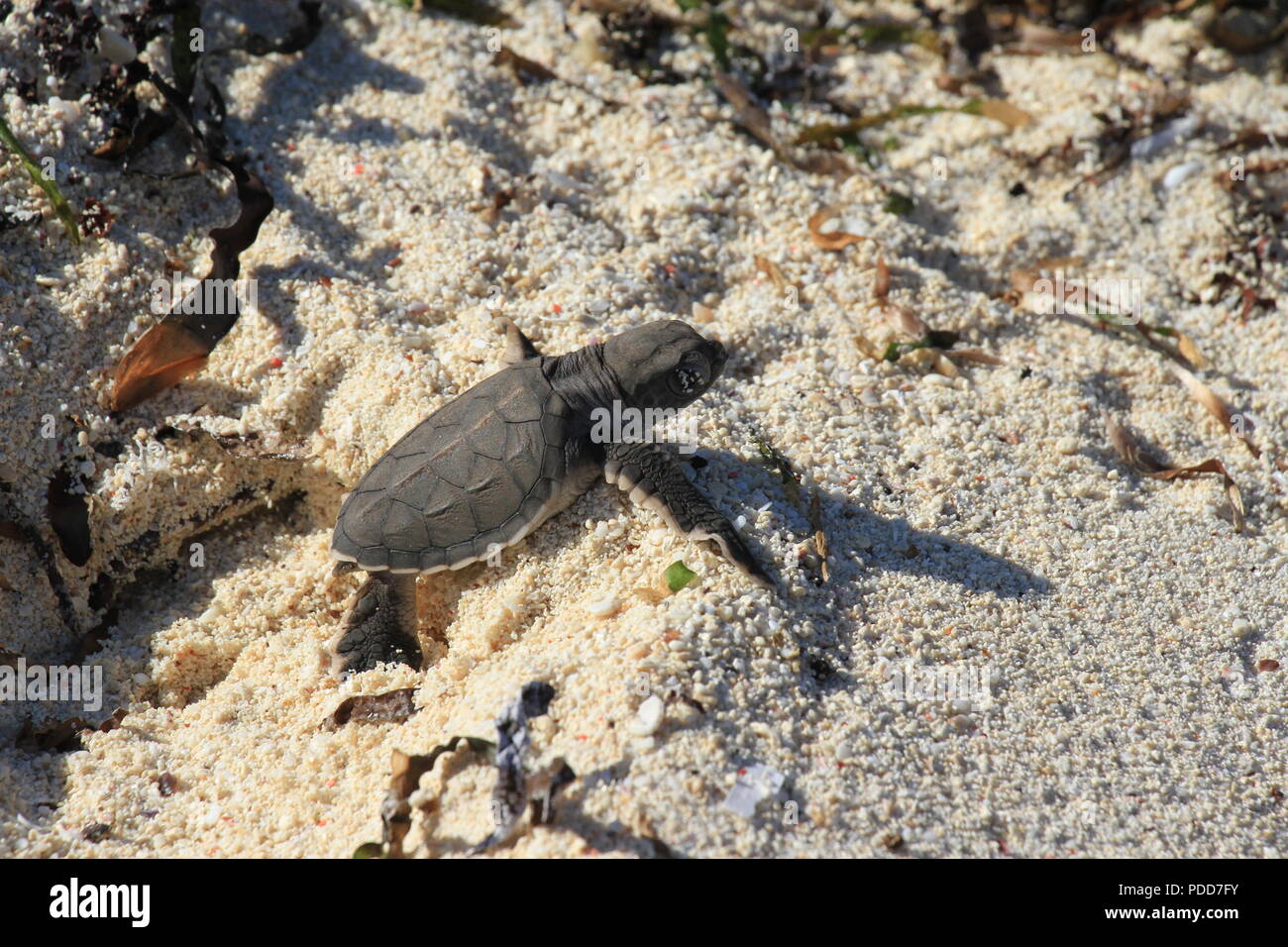 Baby Green turtles Stock Photo - Alamy