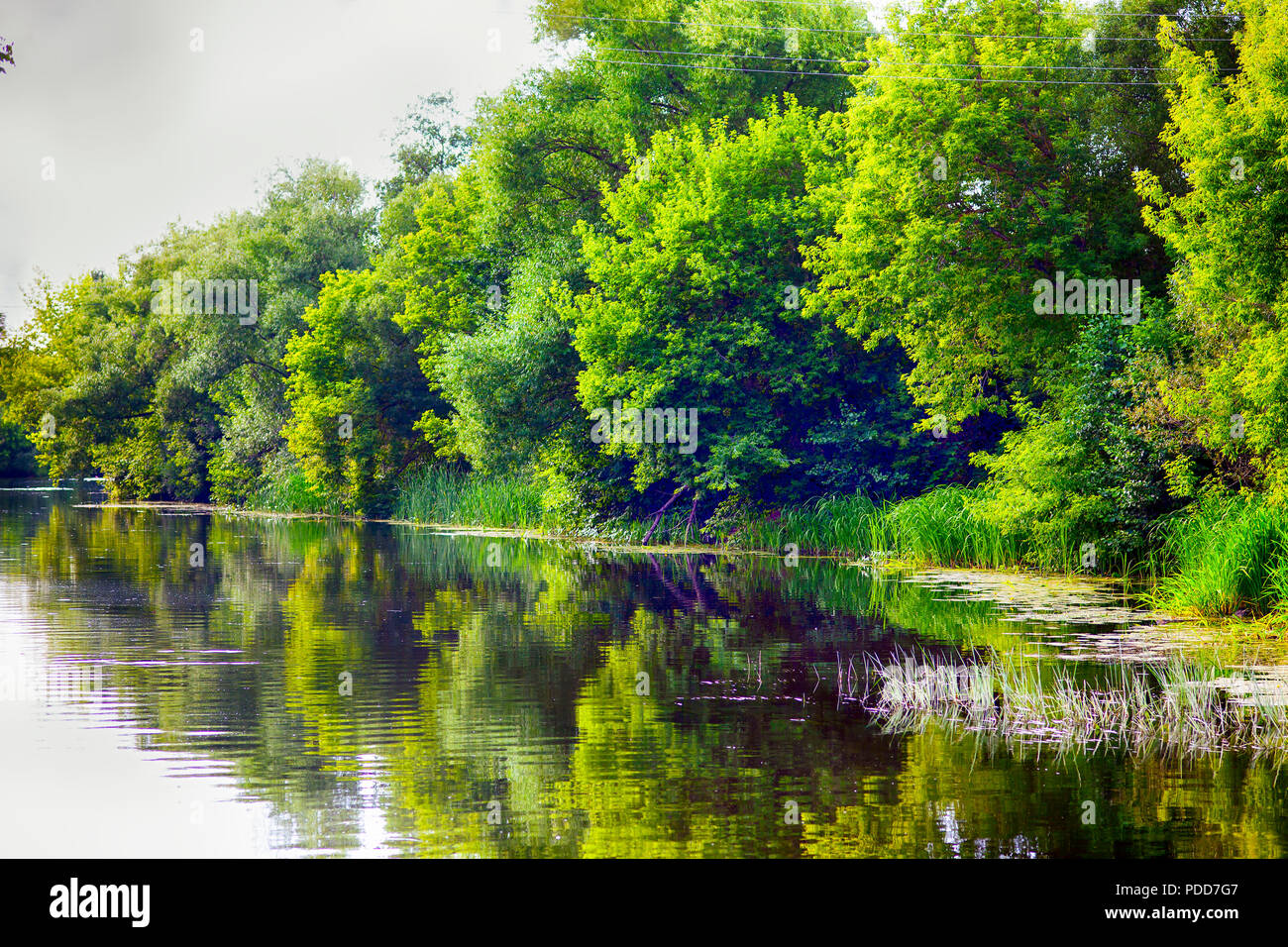 Trees on the river side Stock Photo - Alamy