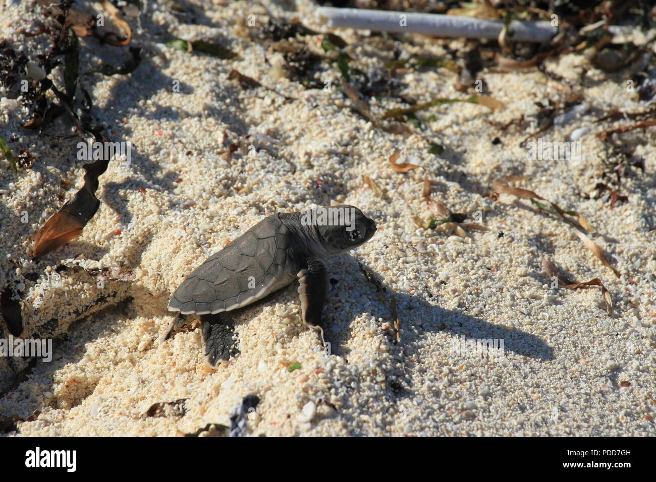 Baby Green turtles Stock Photo - Alamy