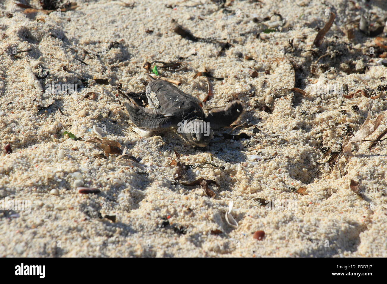 Baby Green turtles Stock Photo - Alamy