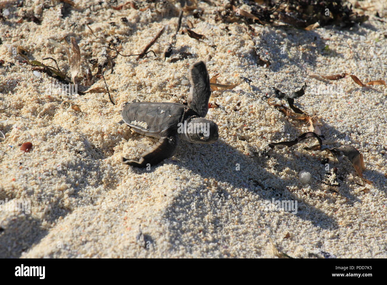 Baby Green turtles Stock Photo - Alamy