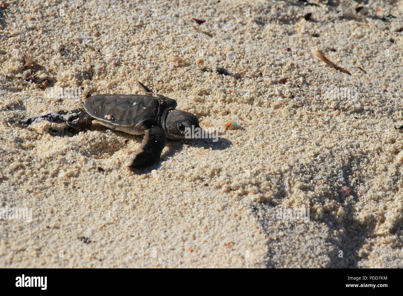 Baby Green turtles Stock Photo - Alamy