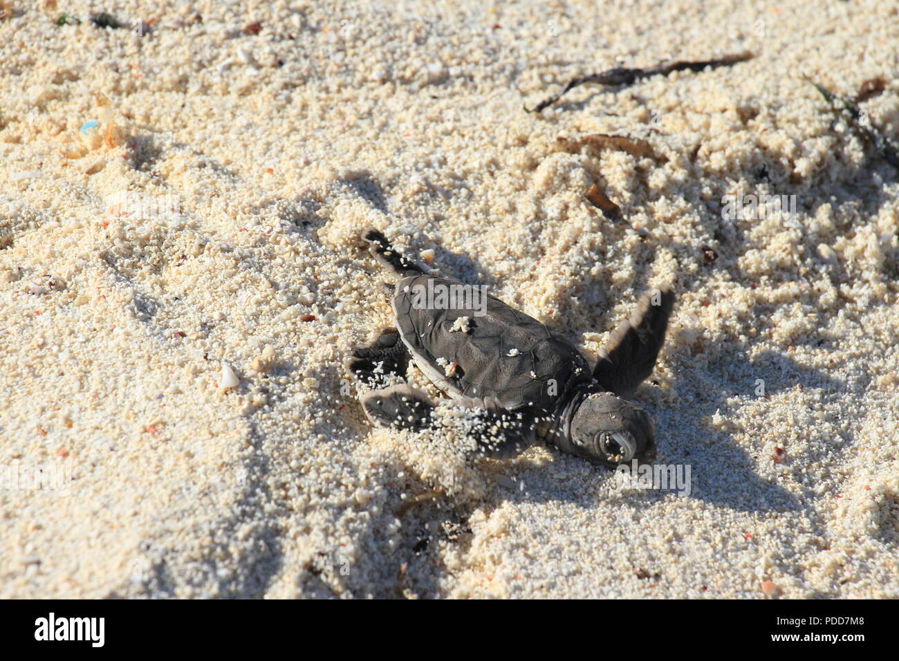 Baby Green turtles Stock Photo - Alamy