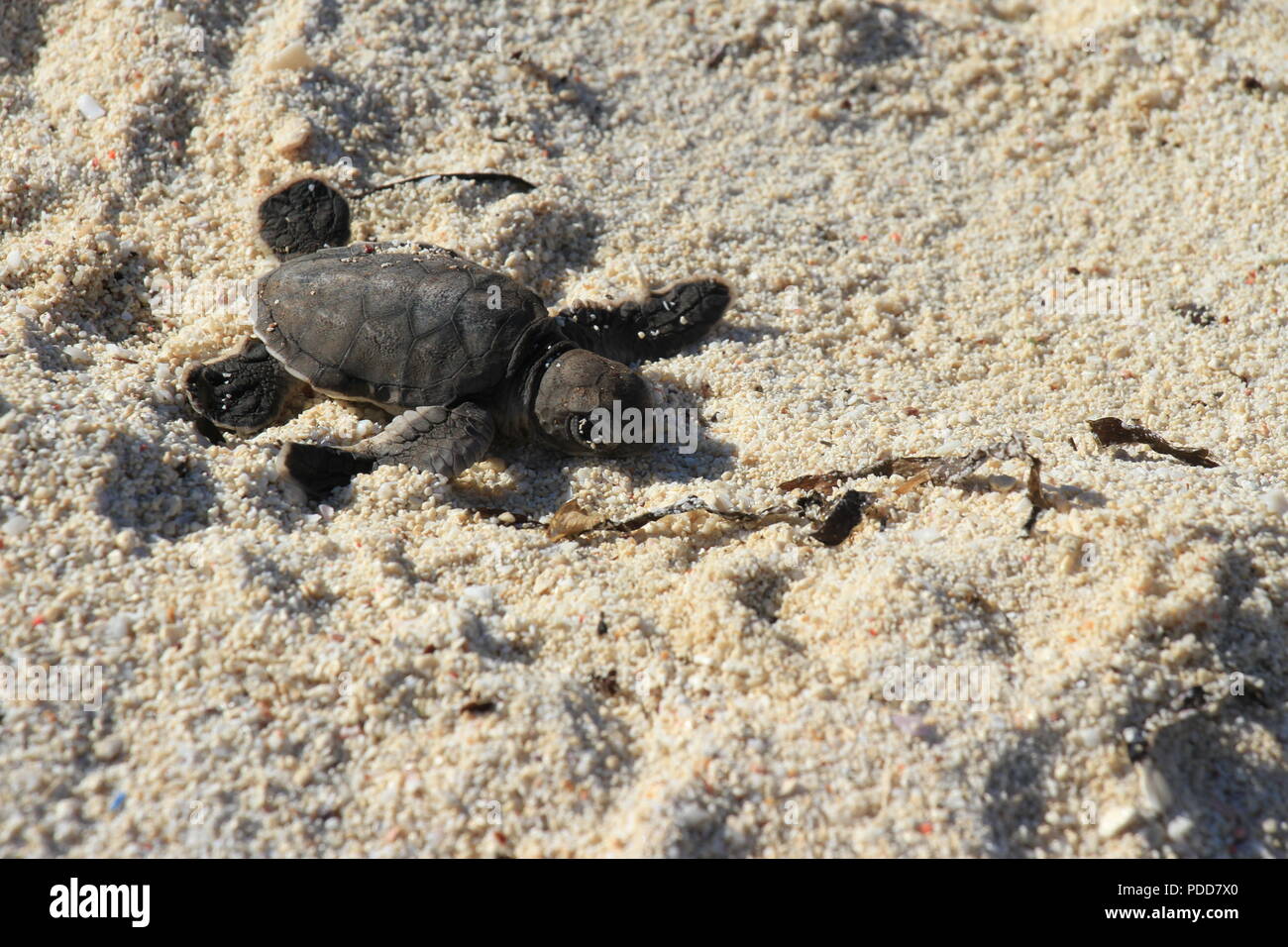 Baby green turtles hi-res stock photography and images - Alamy