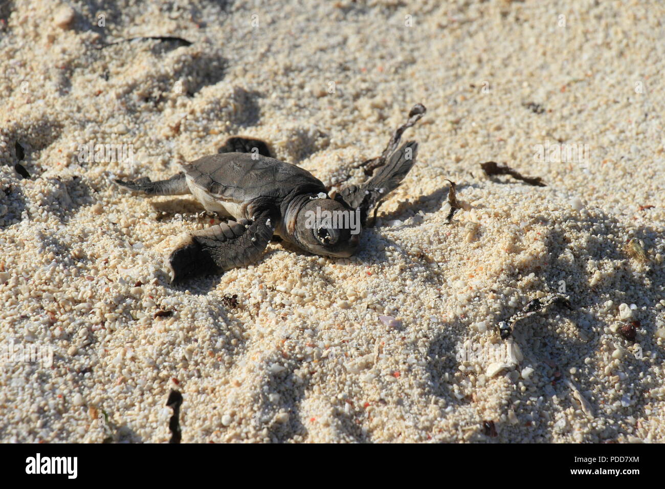 Baby Green turtles Stock Photo - Alamy