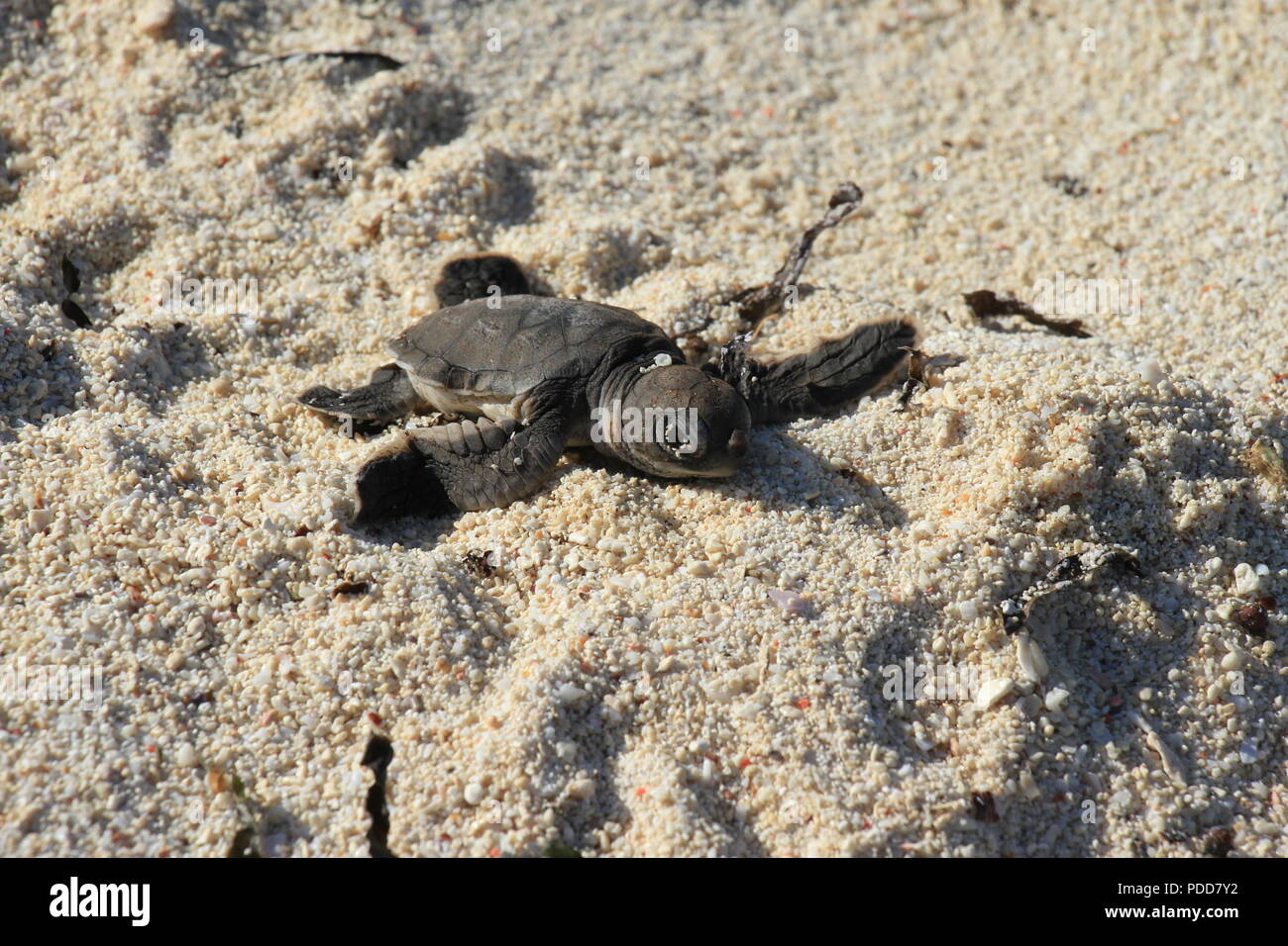 Baby Green turtles Stock Photo - Alamy