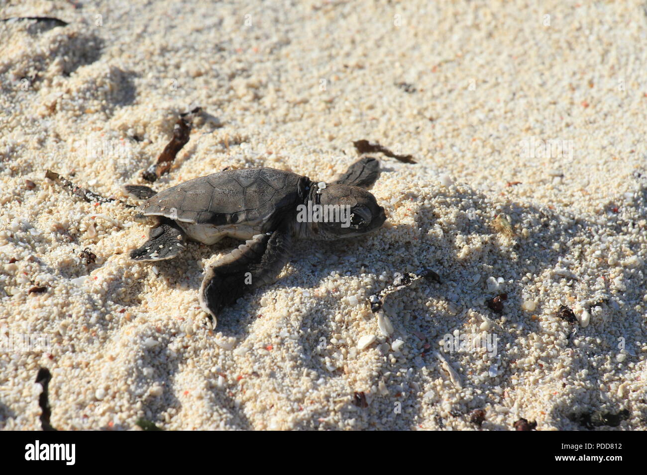 Baby Green turtles Stock Photo - Alamy