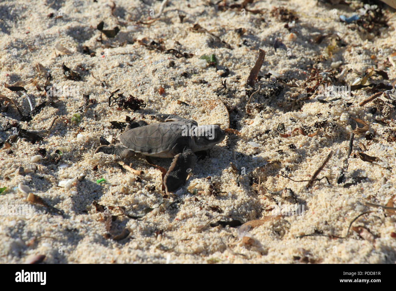 Baby Green turtles Stock Photo - Alamy