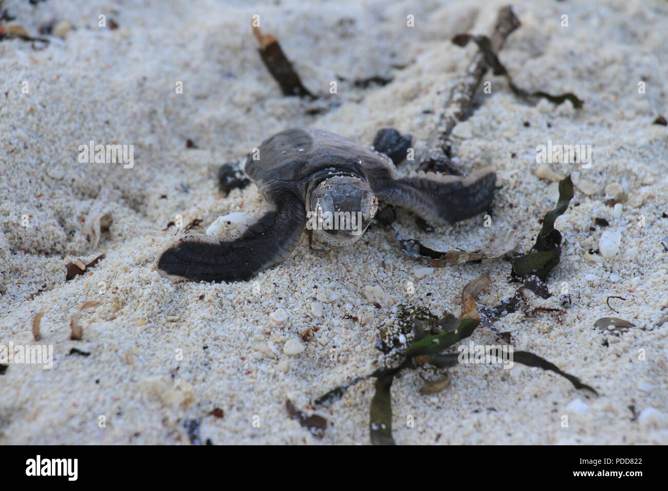 Baby Green turtles Stock Photo - Alamy