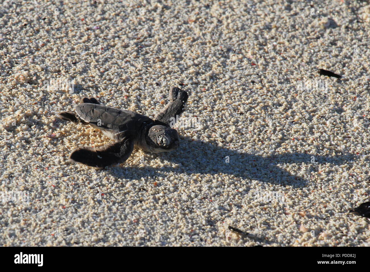 Baby Green turtles Stock Photo - Alamy